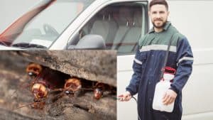 How to Get Rid Of Cockroaches In Car? – Rx Mechanic