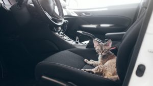 How to Keep Cats Off Your Cars? | Rx Mechanic