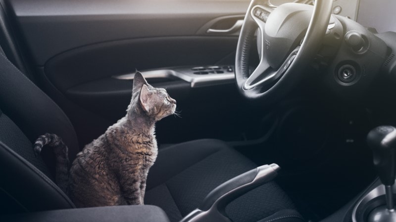 How to Keep Cats Off Your Cars? | Rx Mechanic