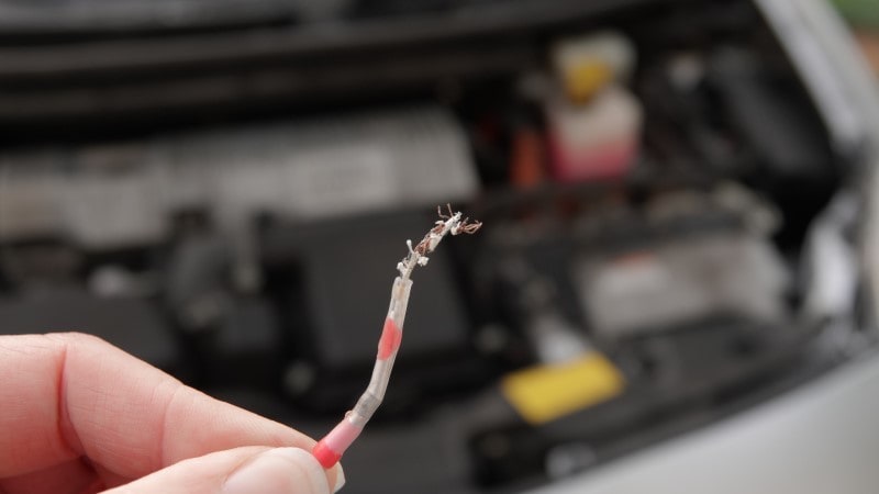 How to Prevent Rats from Eating Car Wires? | Rx Mechanic