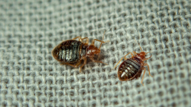 How To Get Rid of Bed Bugs In Car? | Rx Mechanic